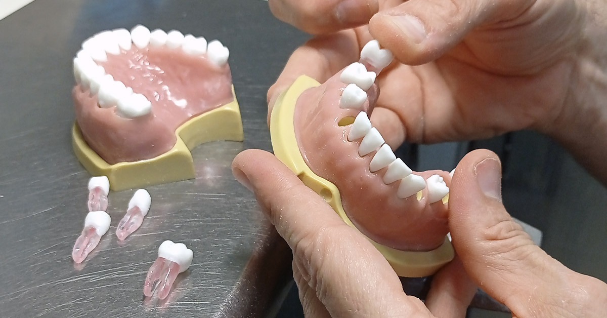 Modelli didattici dentali per esercitazione, Dentalstore